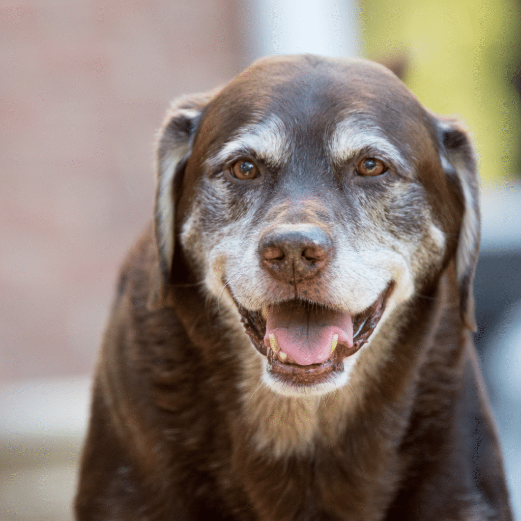 Senior Pet Wellness: Supporting Your Aging Pet’s Health - Circle B ...